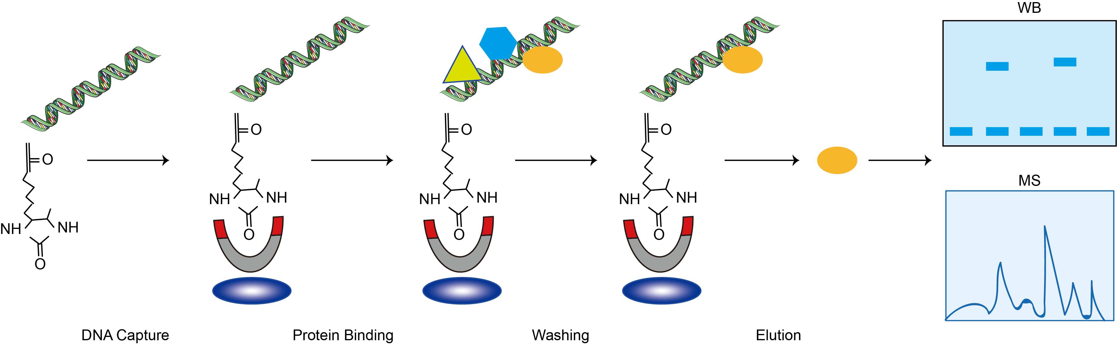 Pull-down Kit - DNA Pull Down (Plant) - Profacgen