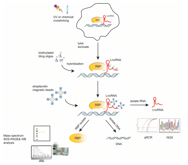 ChIRP-Seq Service - Profacgen
