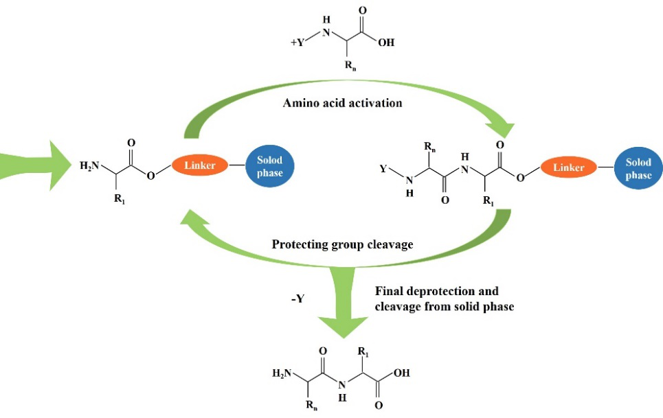 Custom peptide and compound synthesis service - Profacgen