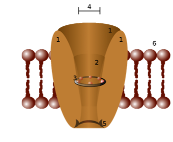 Ion Channel Screening Service - Profacgen