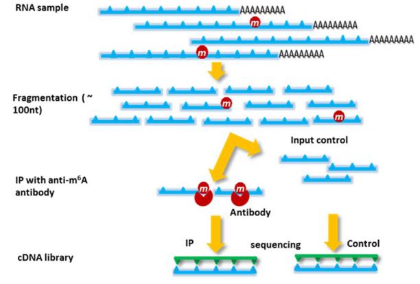 MeRIP-Seq Service - Profacgen