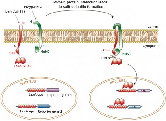 Membrane-Based Yeast Two-Hybrid Screening - Profacgen