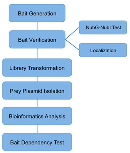 Membrane-Based Yeast Two-Hybrid Screening - Profacgen