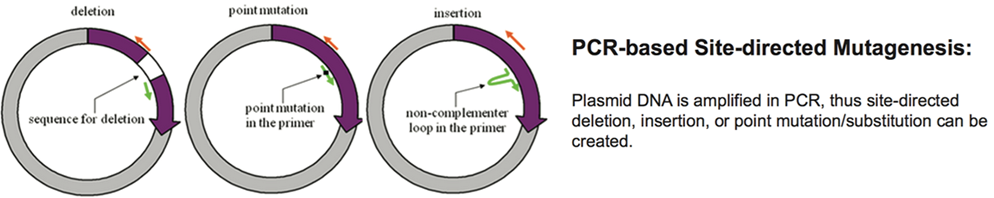 Protein Mutagenesis - Profacgen