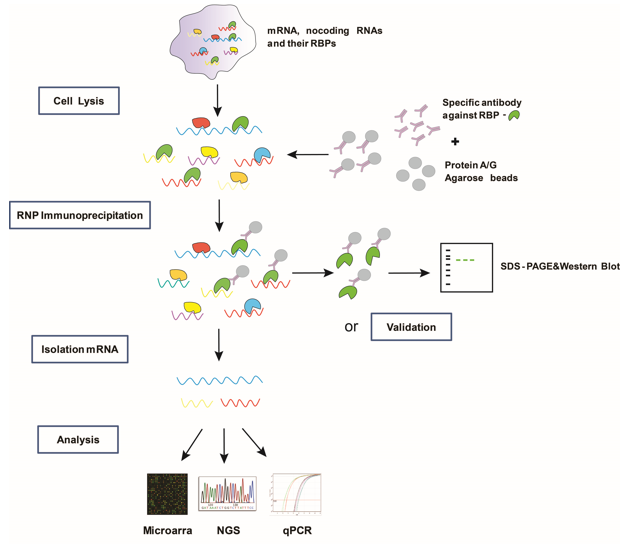 RIP-Seq Service - Profacgen